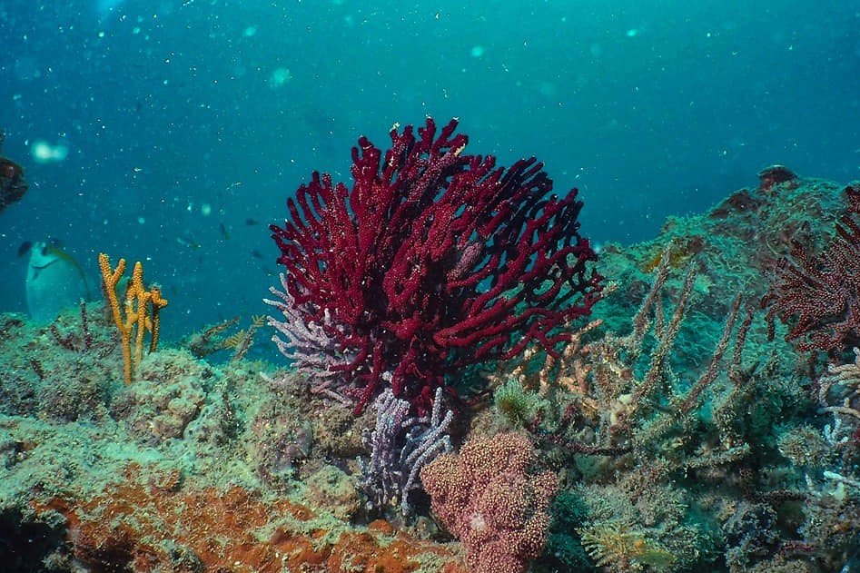 Roy Rufus Artificial Reef Dive - Woolshed Ecolodge